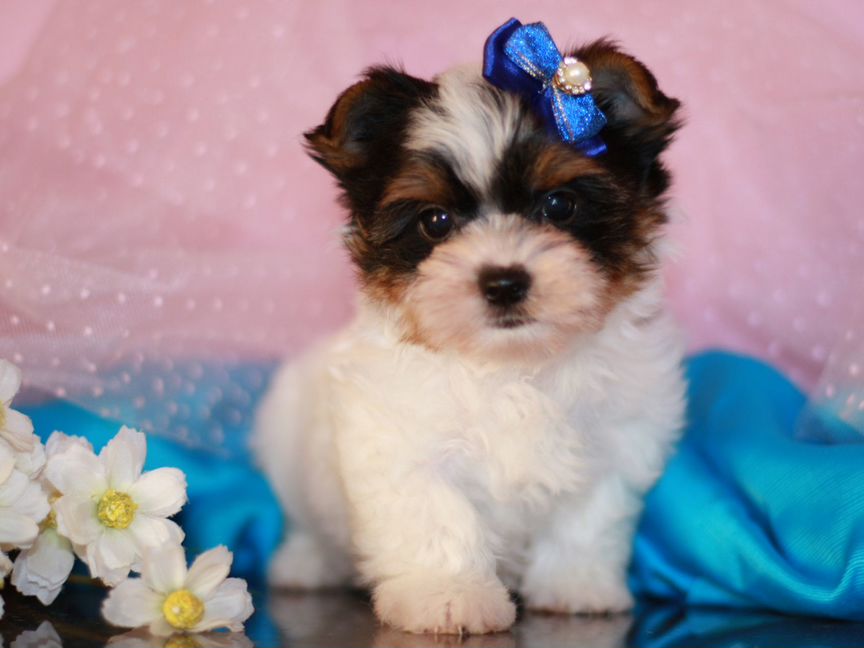 Самый красивый мальчик