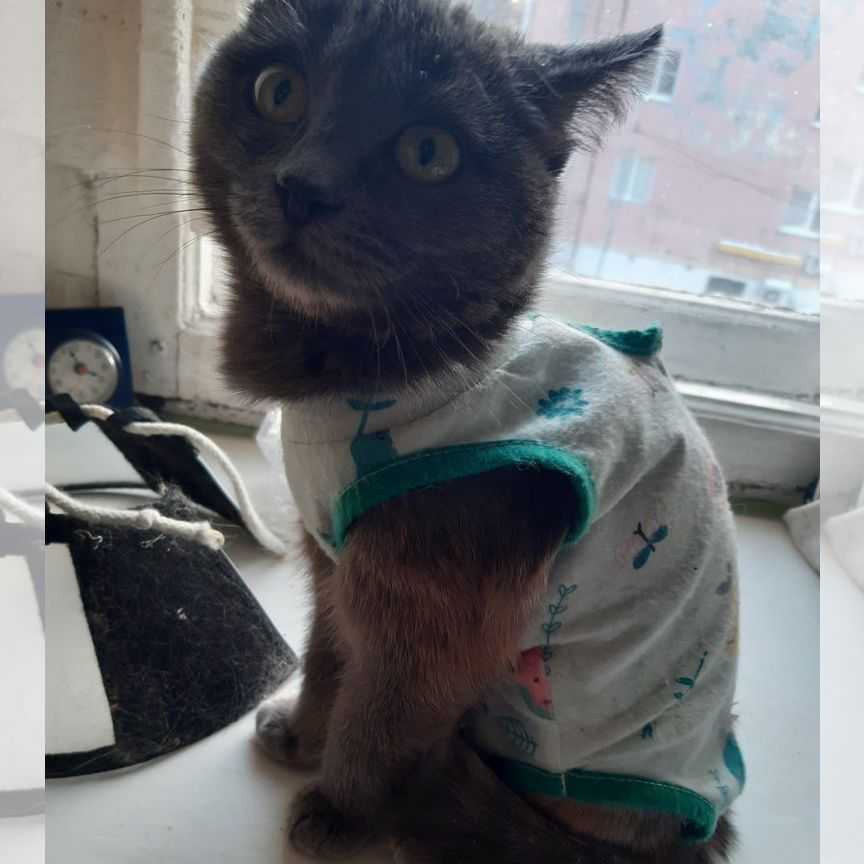 Котёнок в добрые руки