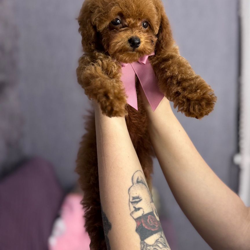 Той-пудель тедди девочка Китайские родители