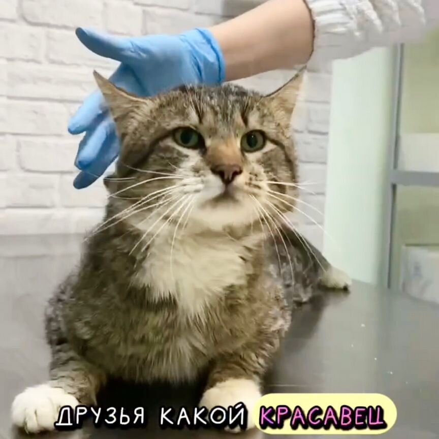 Рождественский котик очень ласковый. Вы его ищите