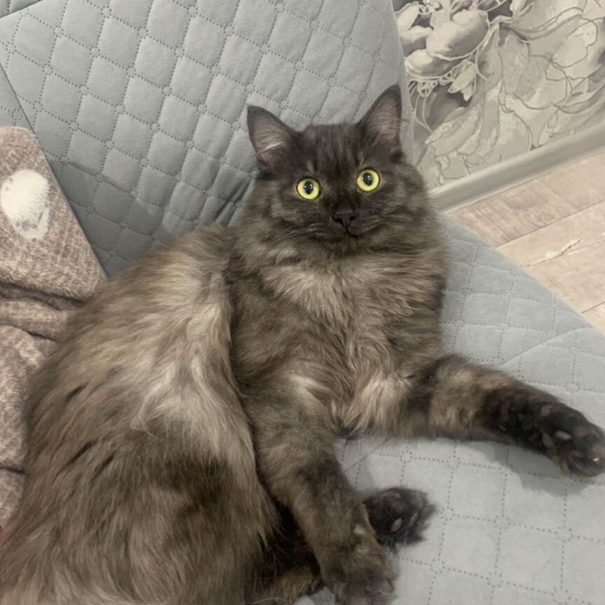 Отдам котят сибирской породы