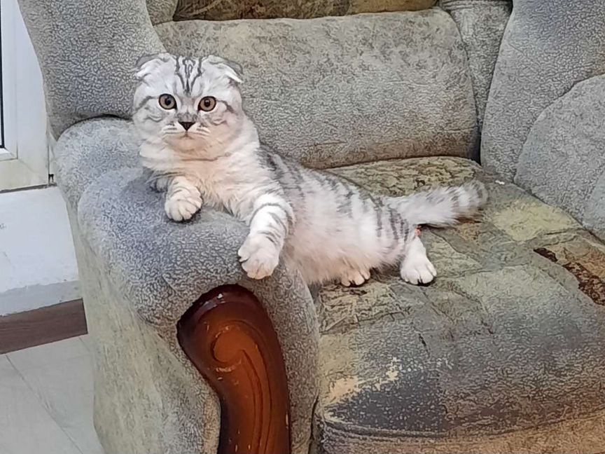 Шотландский вислоухий кот на вязку