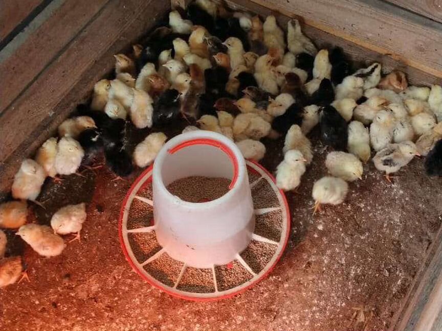 Цыплята от кур несушек
