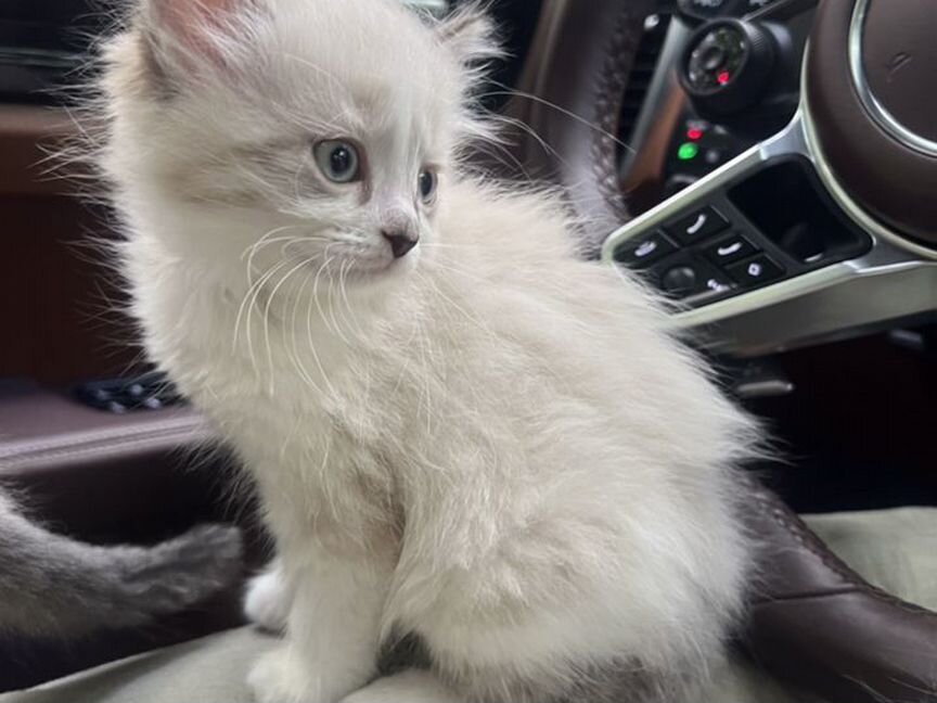 Священная бирма