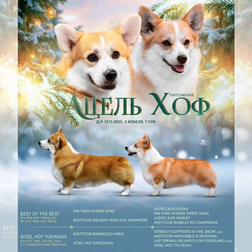 Вельш Корги Пемброк, щенок