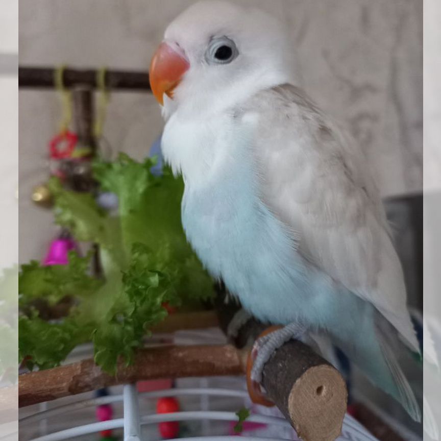 Попугай неразлучник