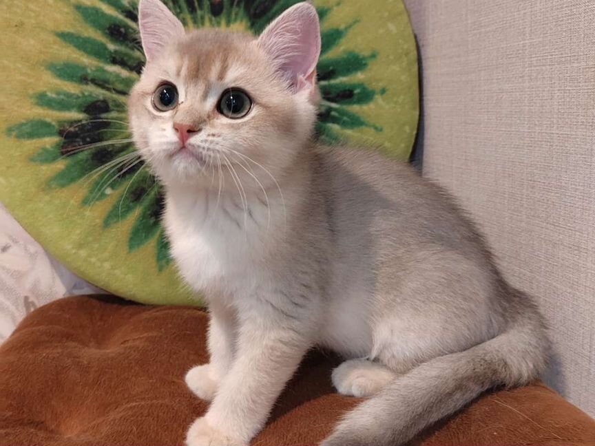 Мальчик голубое золото