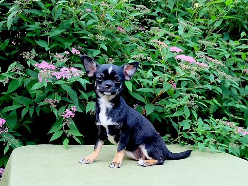 Чихуа девочка 5,5 месяцев