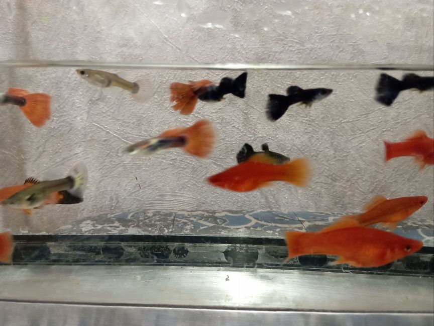 Сомики меченосцы гуппи