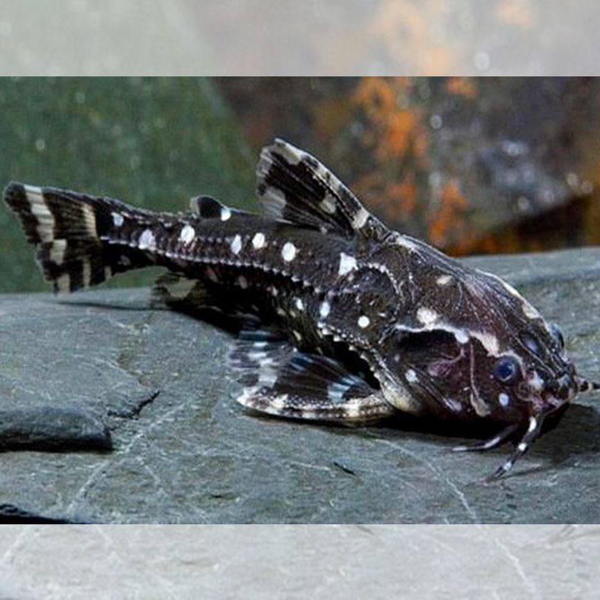 Сом агамикс звезчатый