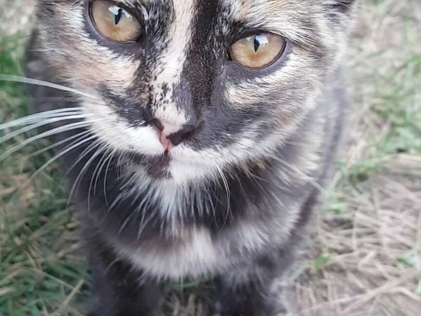 Котенок девочка в добрые руки