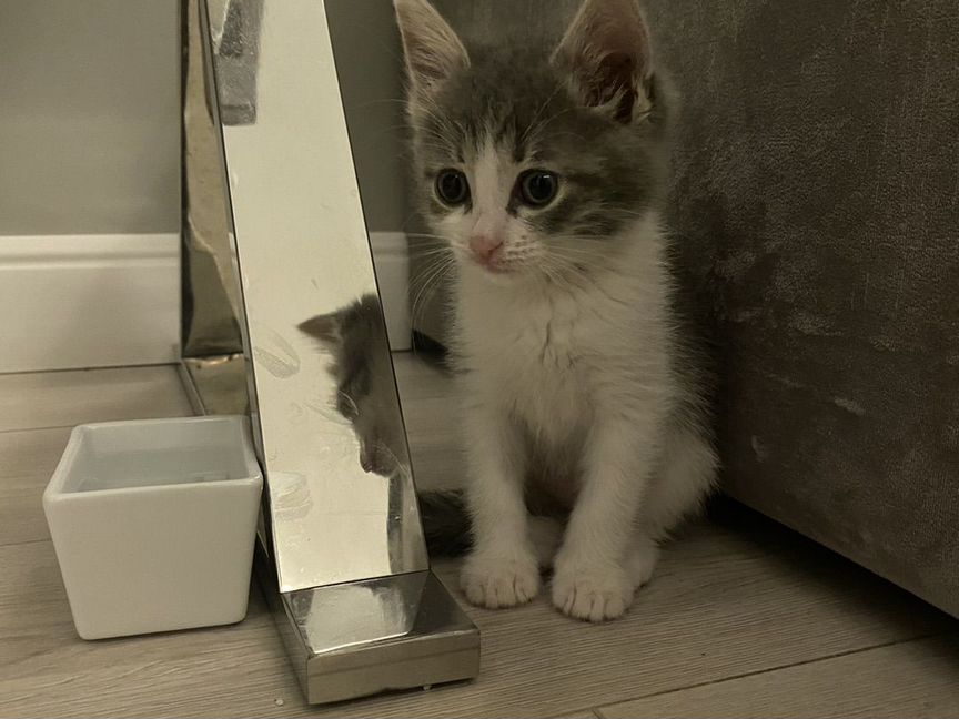 Котенка в добрые руки