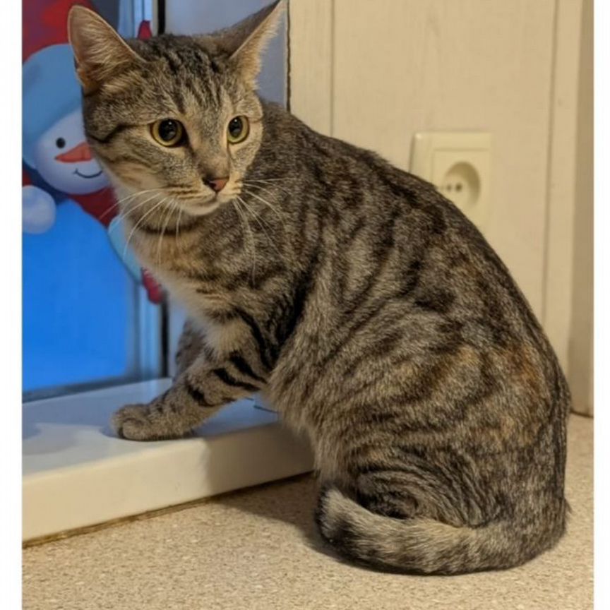 Девочка 10 мес. стерилизованная