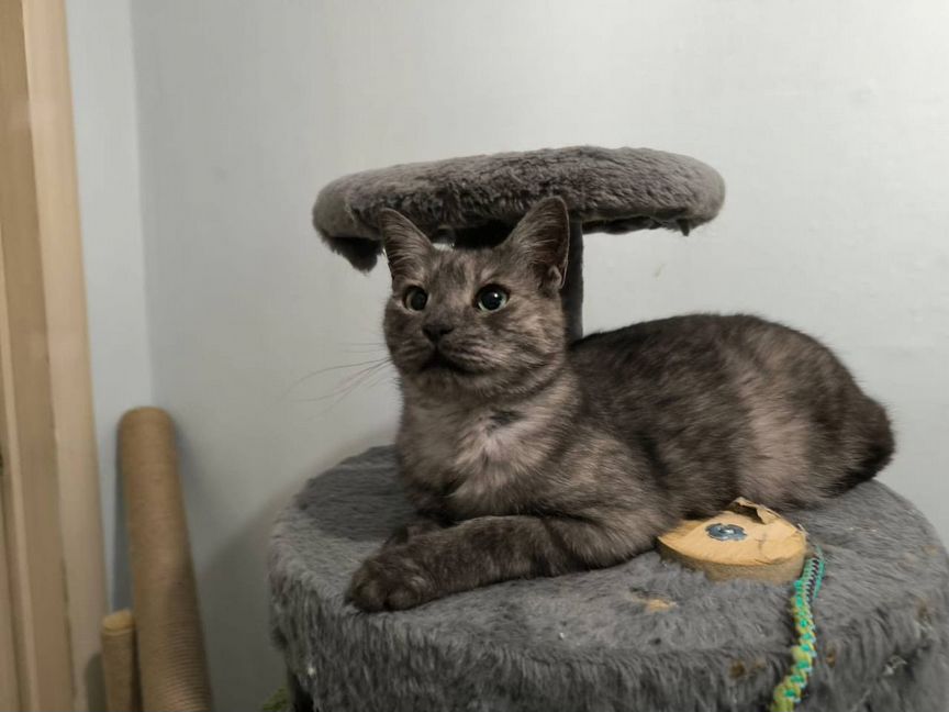 Кошечка в добрые руки