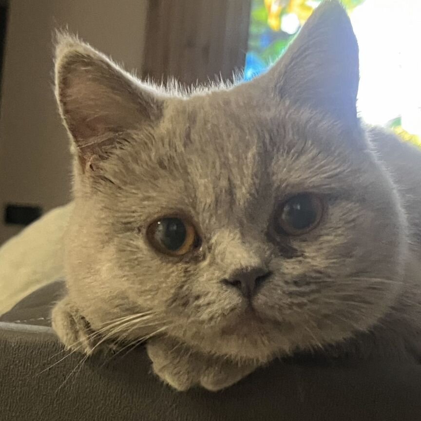 Шотландская прямоухая короткошёрстная кошка, взрослая