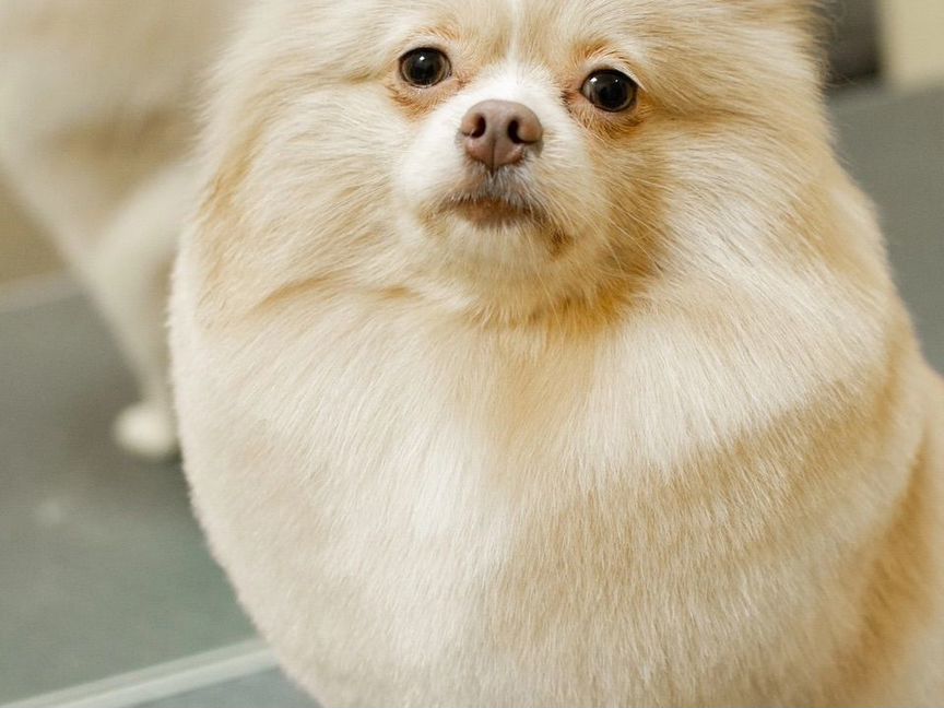 Малый немецкий шпиц