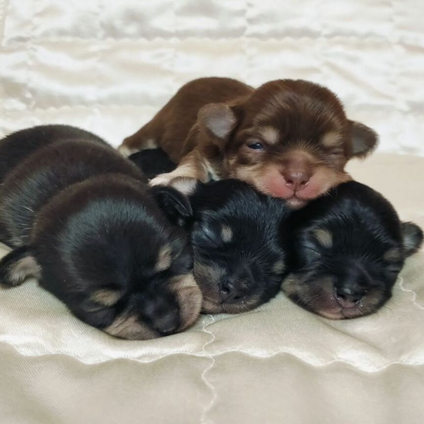 Чихуахуа, щенок