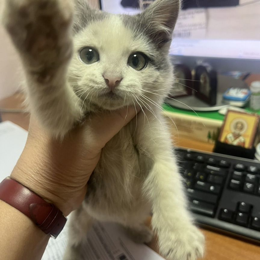 Пристраиваем котенка