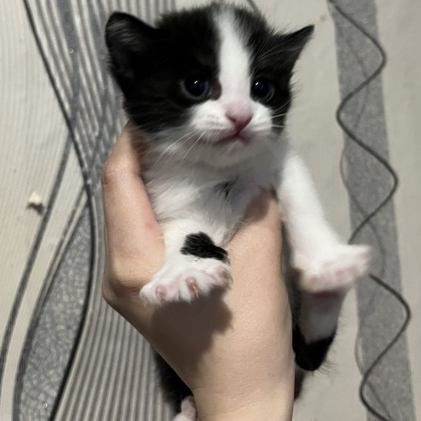 Сибирский котёнок