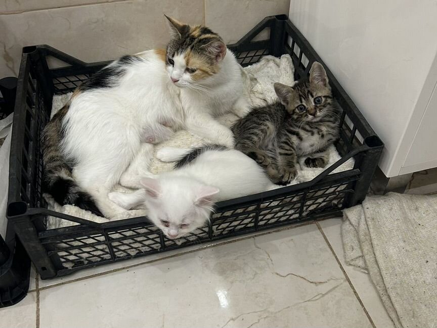 Котята
