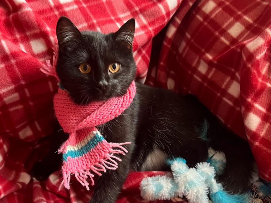 Кошка Кристина нуждается в семье
