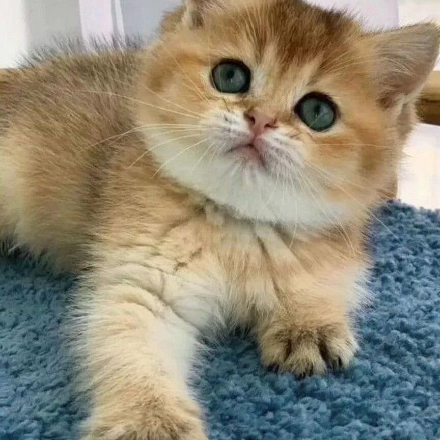Шиншилловые золотые котодетки
