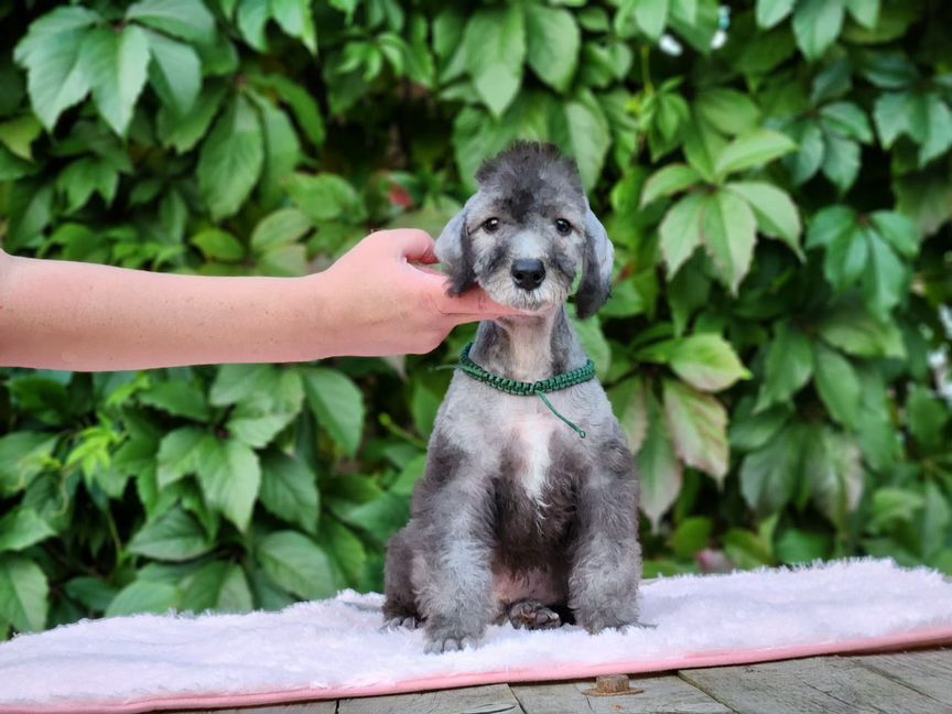 Щенок бедлингтон терьера