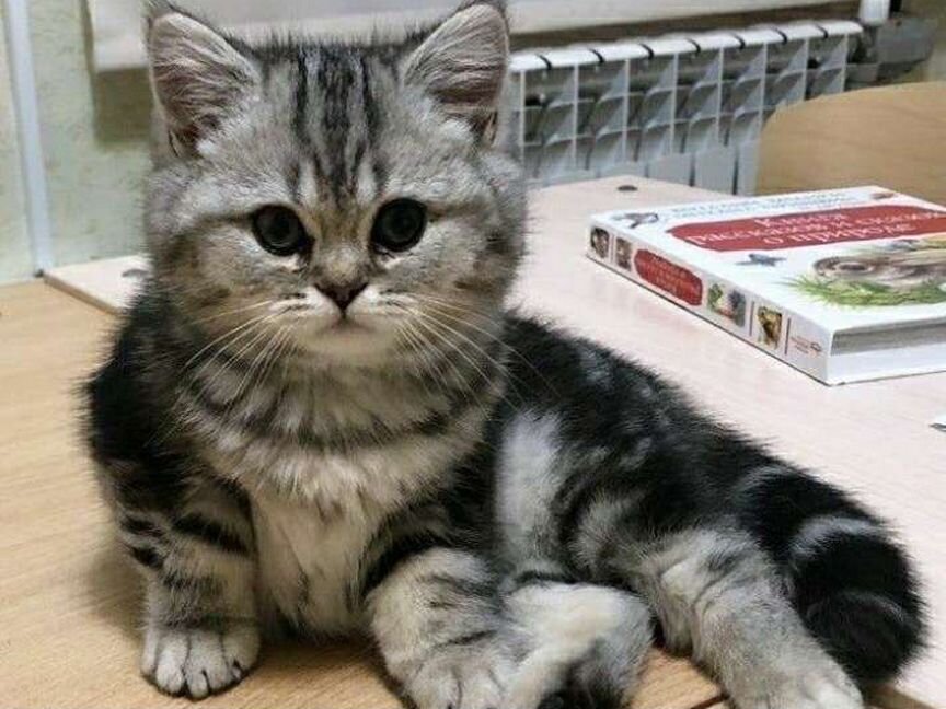 Британский элитный котик