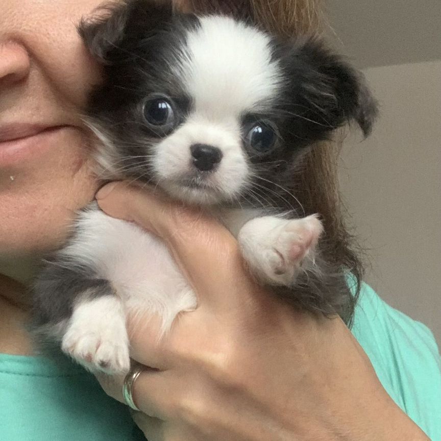 Щенки чихуахуа мини