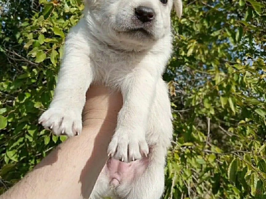 Щенки. от мамы беленькой и маленькой.На улице