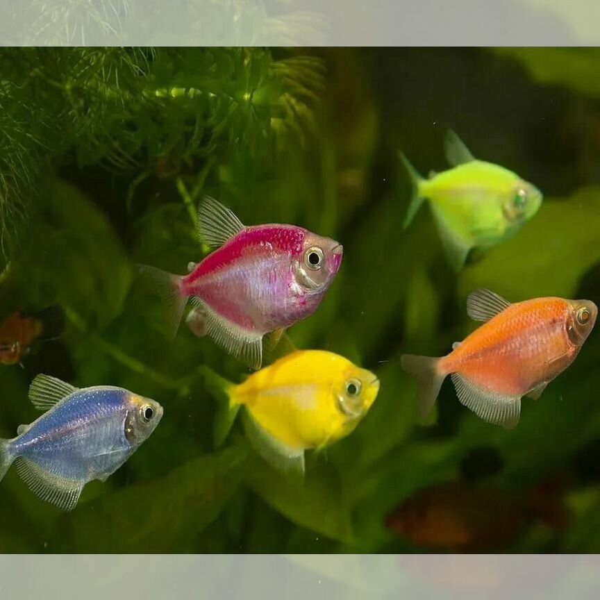 Аквариумные рыбки оптом