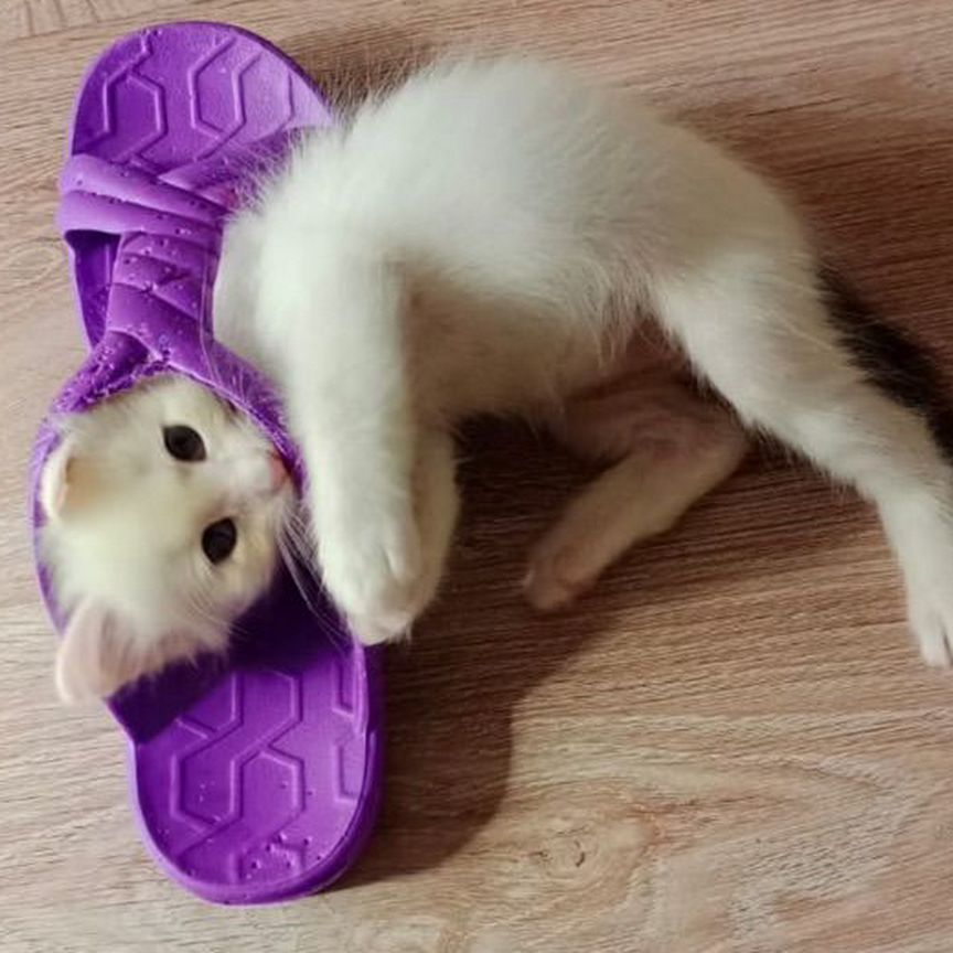 Котенок в дар