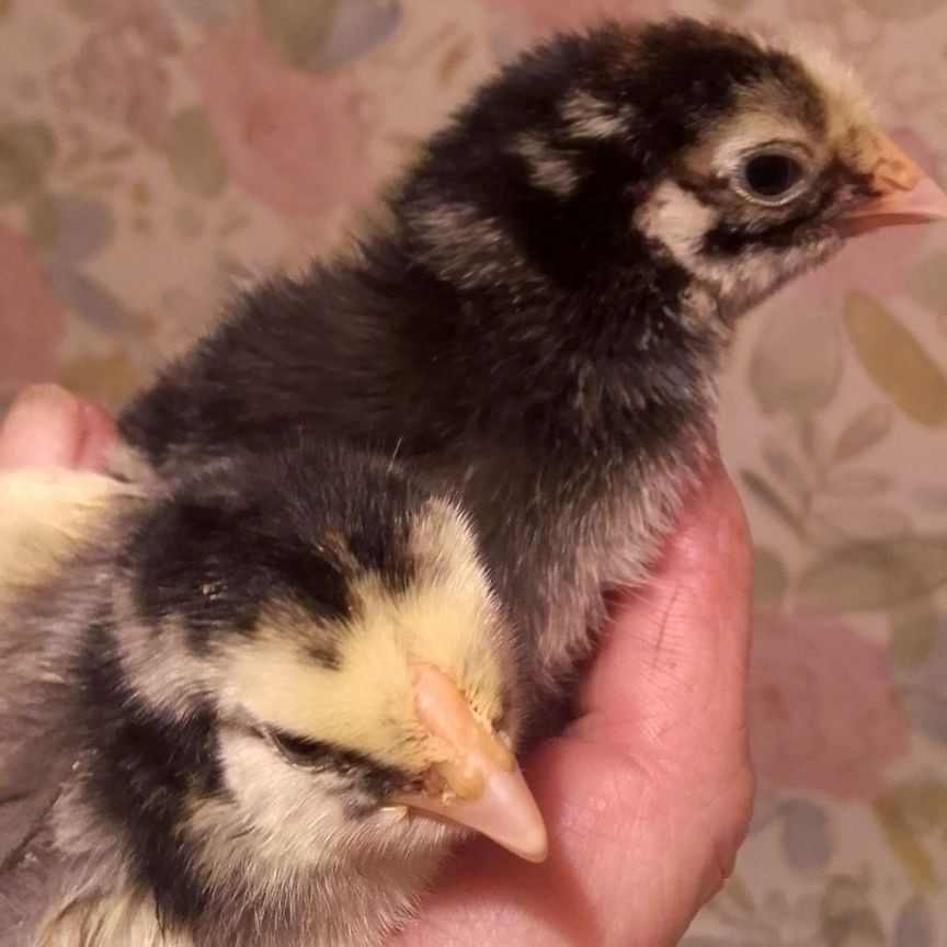 Цыплята виандот серебро