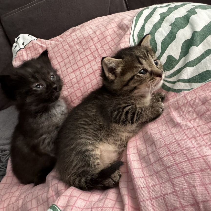 Котята