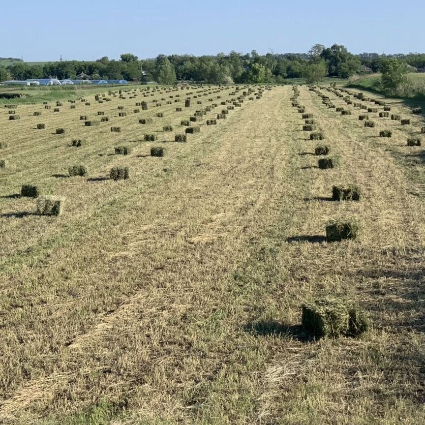 Сено люцерны в тюках и овсяная солома