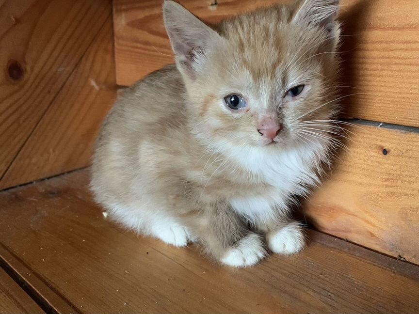 Котята в добрые руки