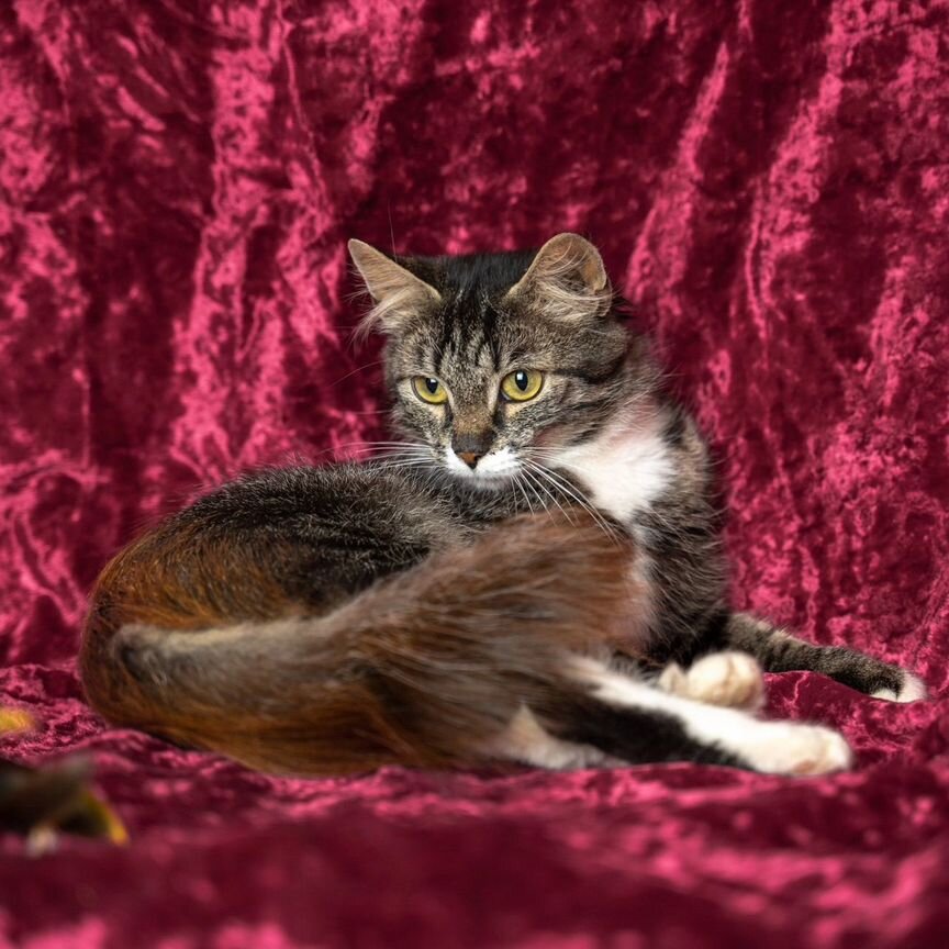 Кошки бесплатно