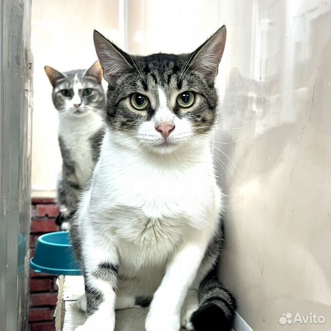 Котик Бася 1 год ищет семью