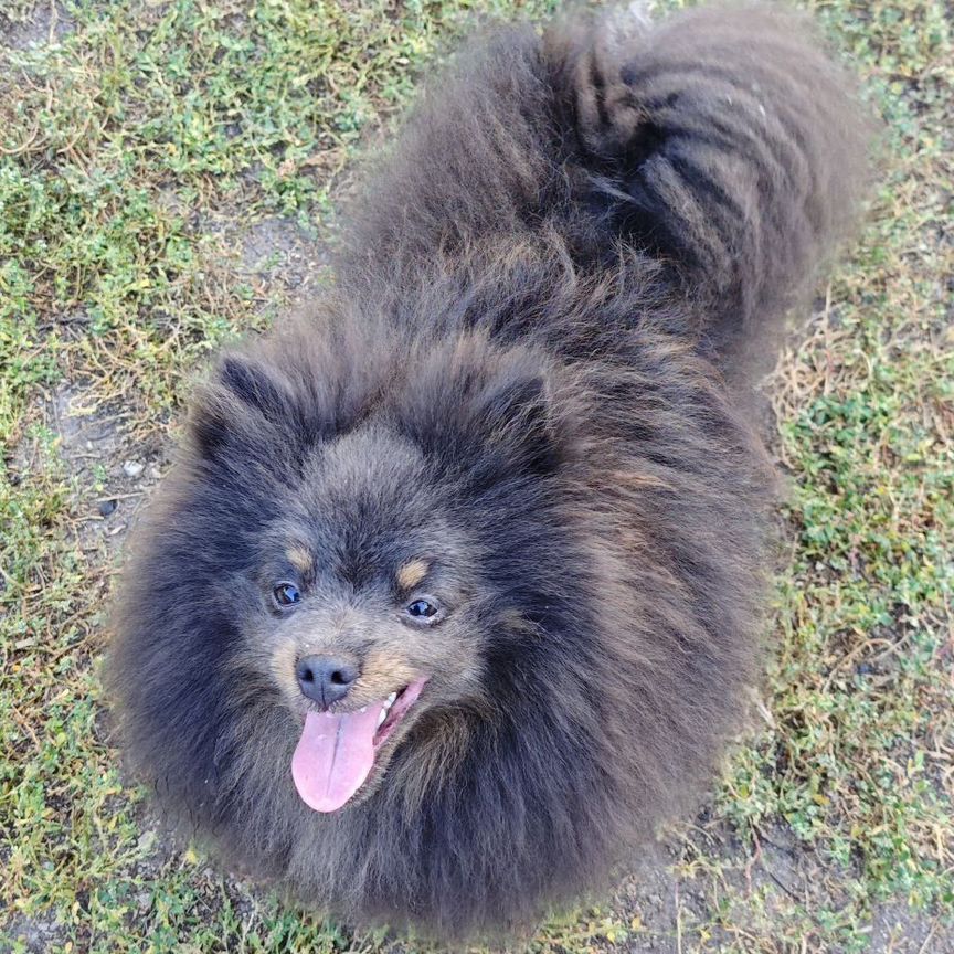 Померанский шпиц