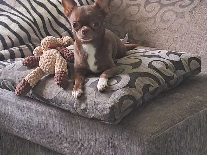 Вязка кобель чихуахуа