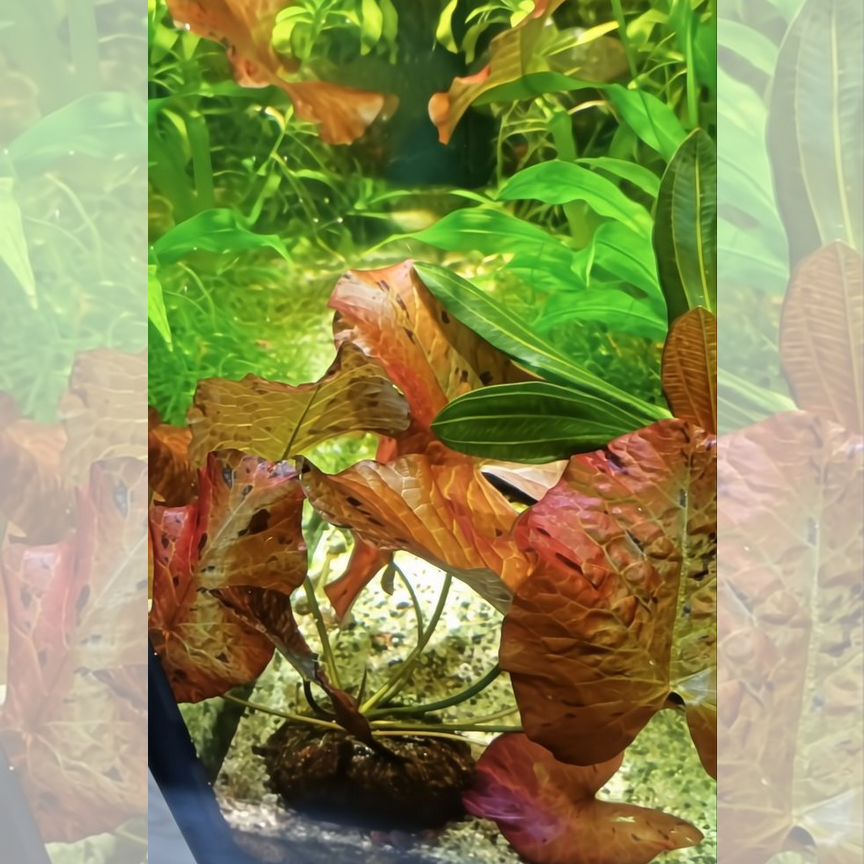 Нимфея красная тигровая