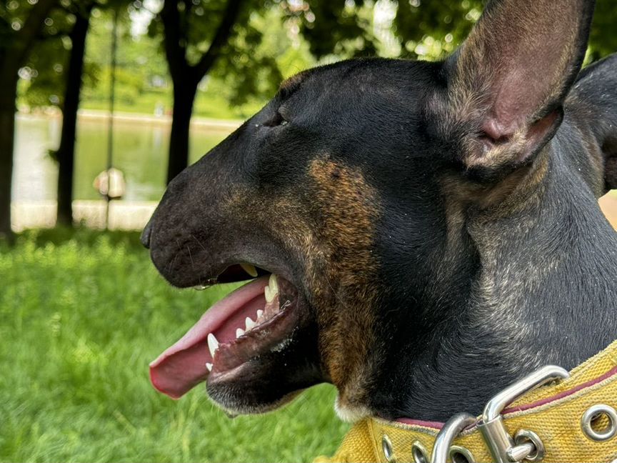 Стандартный бультерьер