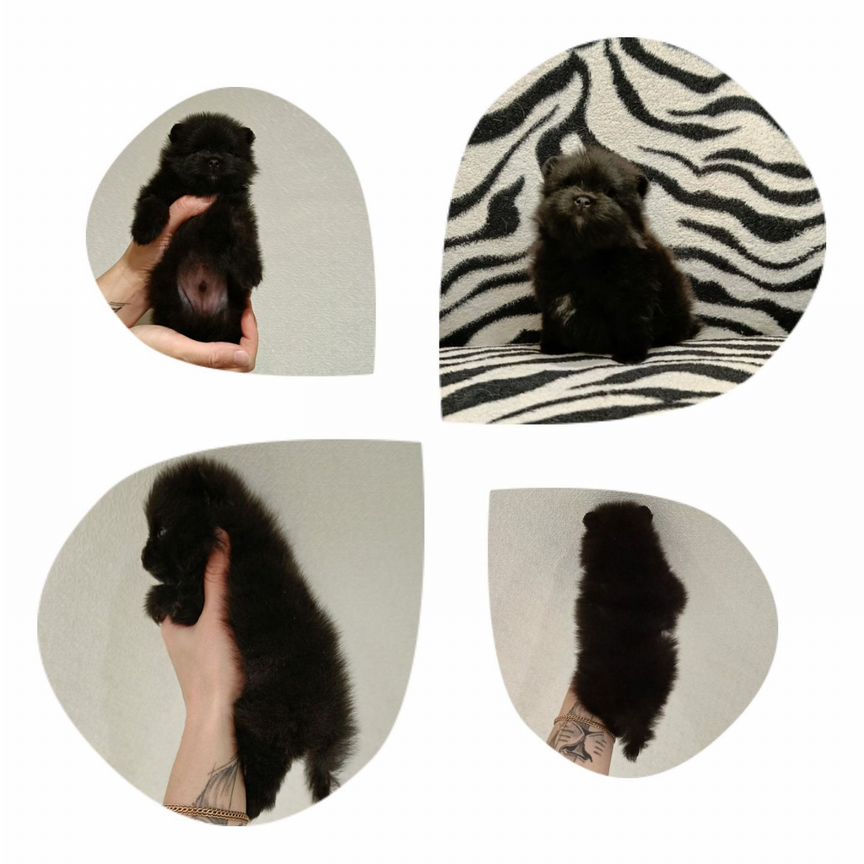 Шпиц мишутки