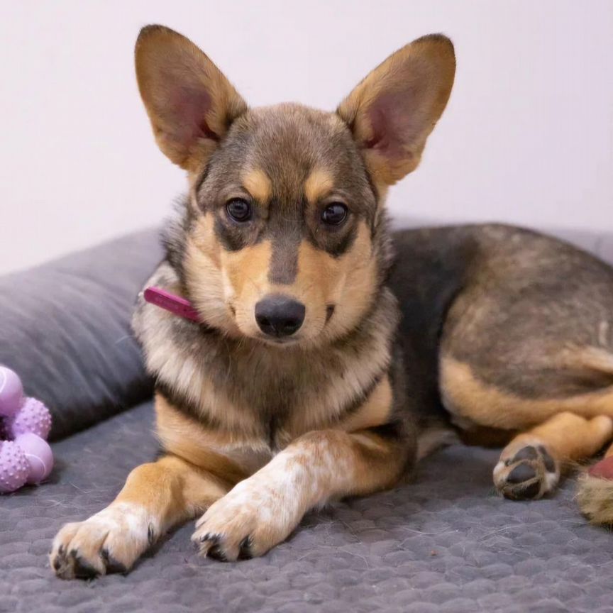 Маленький щенок девочка в добрые руки