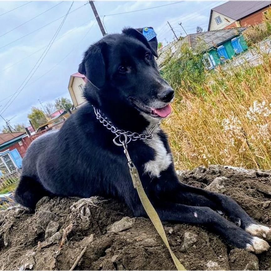 Взрослый пёс в добрые руки