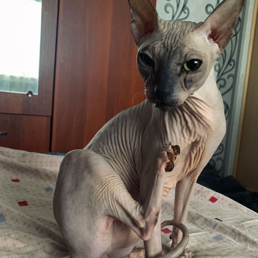 Вязка девочка сфинкс