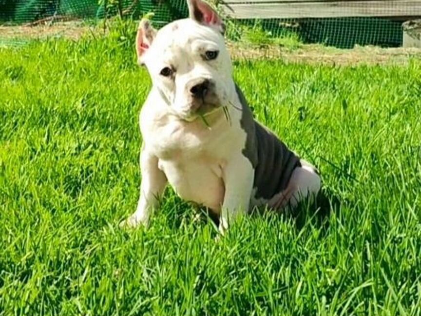 Американский Булли классик щенки/мальчик