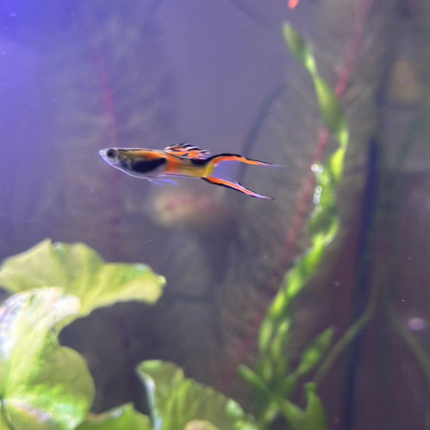 Рыбки гуппи эндлера