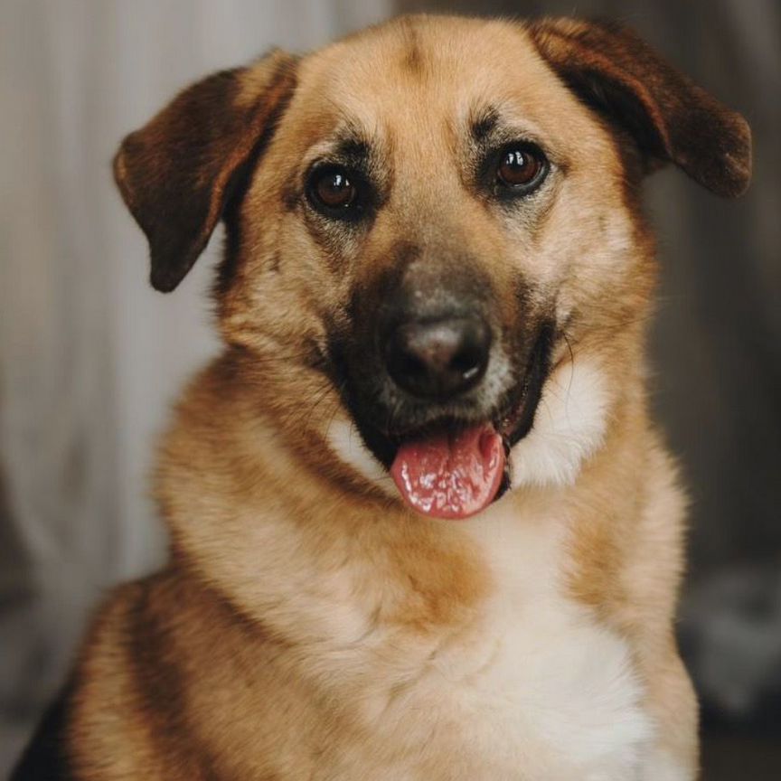 Взрослый пёс в добрые руки