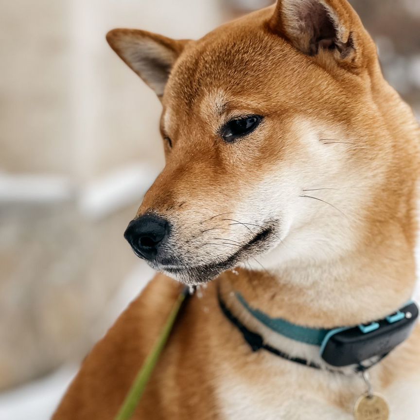 Трекер для собак Petsee